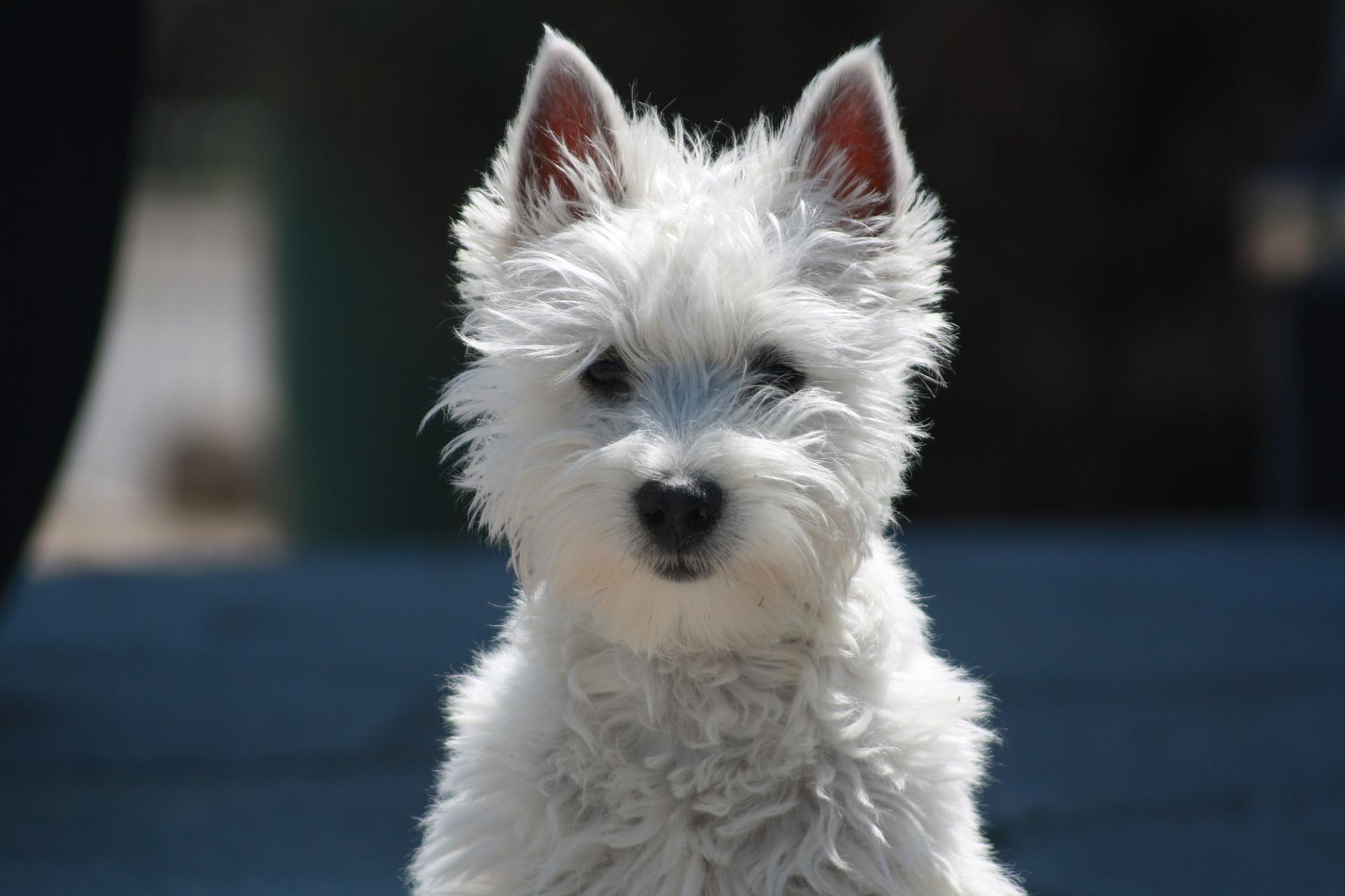 What is Pulmonary Fibrosis in Dogs? - Symptoms and Treatment