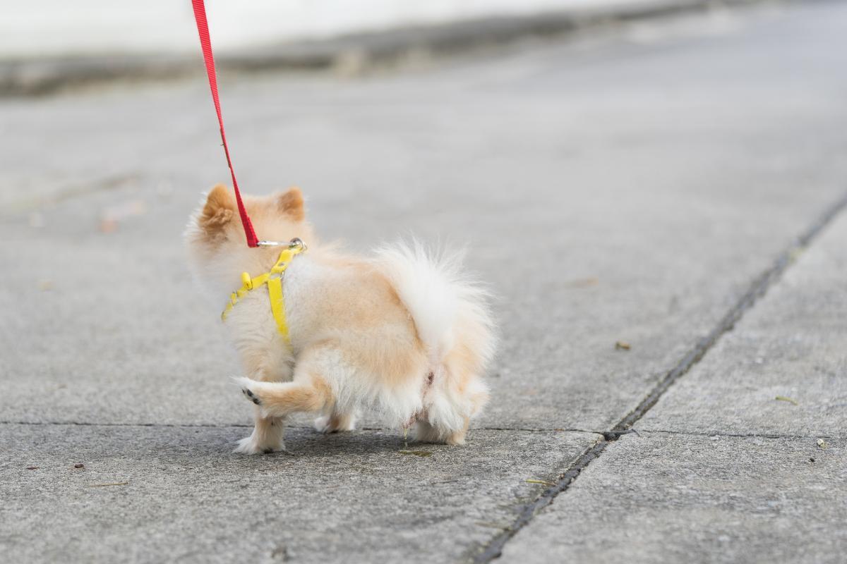 Propalin for Dogs - Uses, Side Effects and Cost