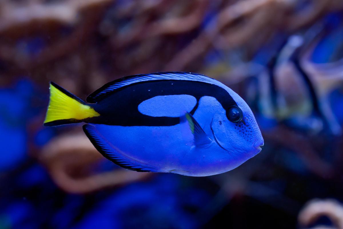 10 Algae-Eating Aquarium Fish Species - Fish That Eat Algae