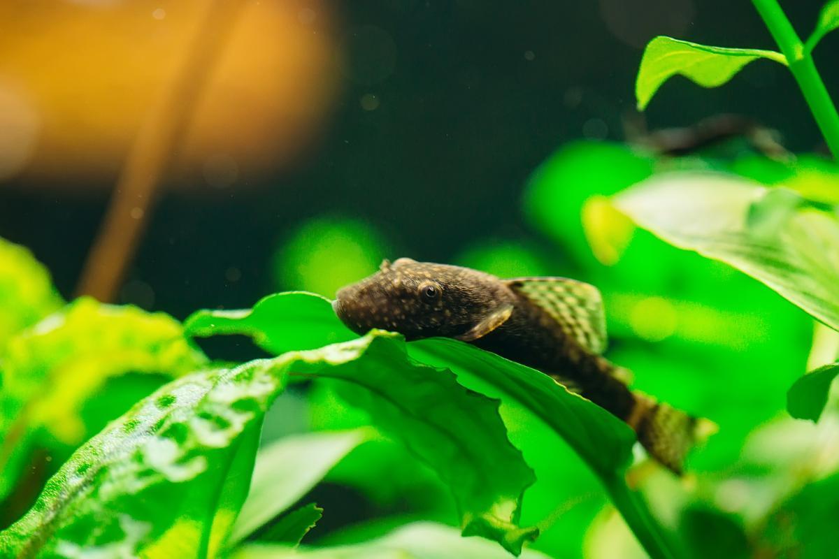 10 Algae-Eating Aquarium Fish Species - Fish That Eat Algae