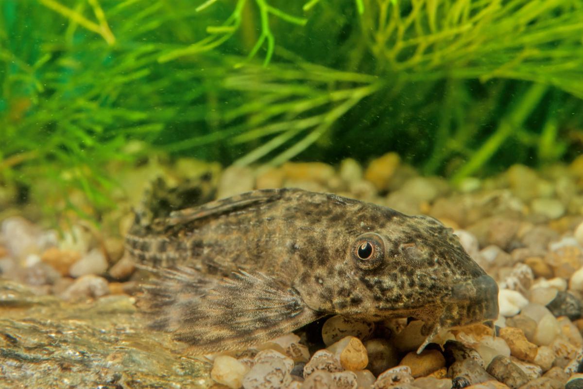 10 Algae-Eating Aquarium Fish Species - Fish That Eat Algae
