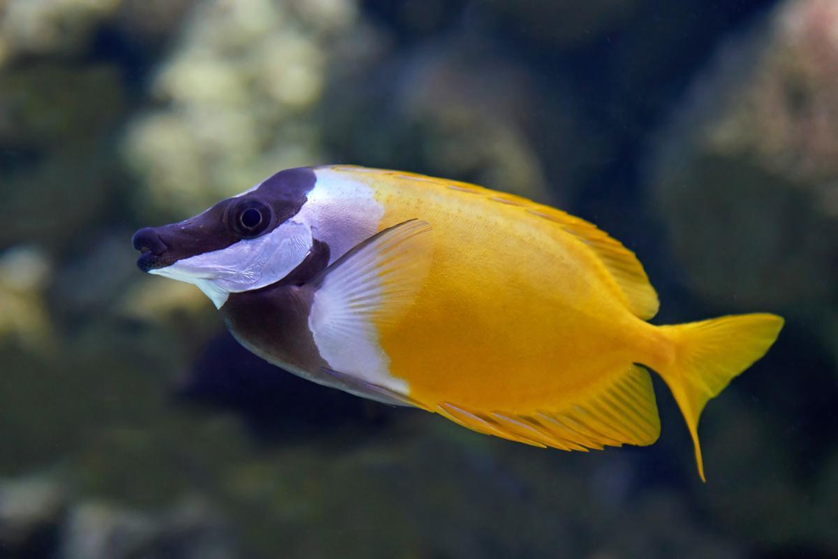 10 Algae-Eating Aquarium Fish Species - Fish That Eat Algae