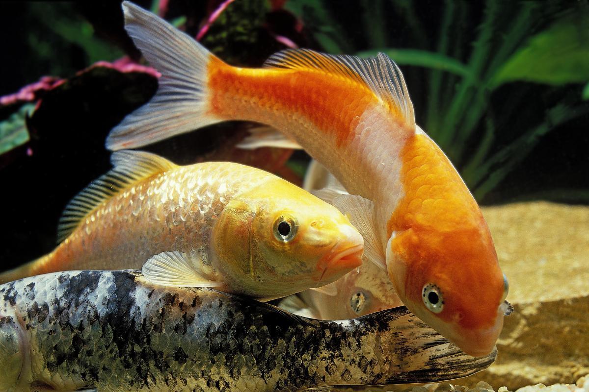 10 Algae-Eating Aquarium Fish Species - Fish That Eat Algae
