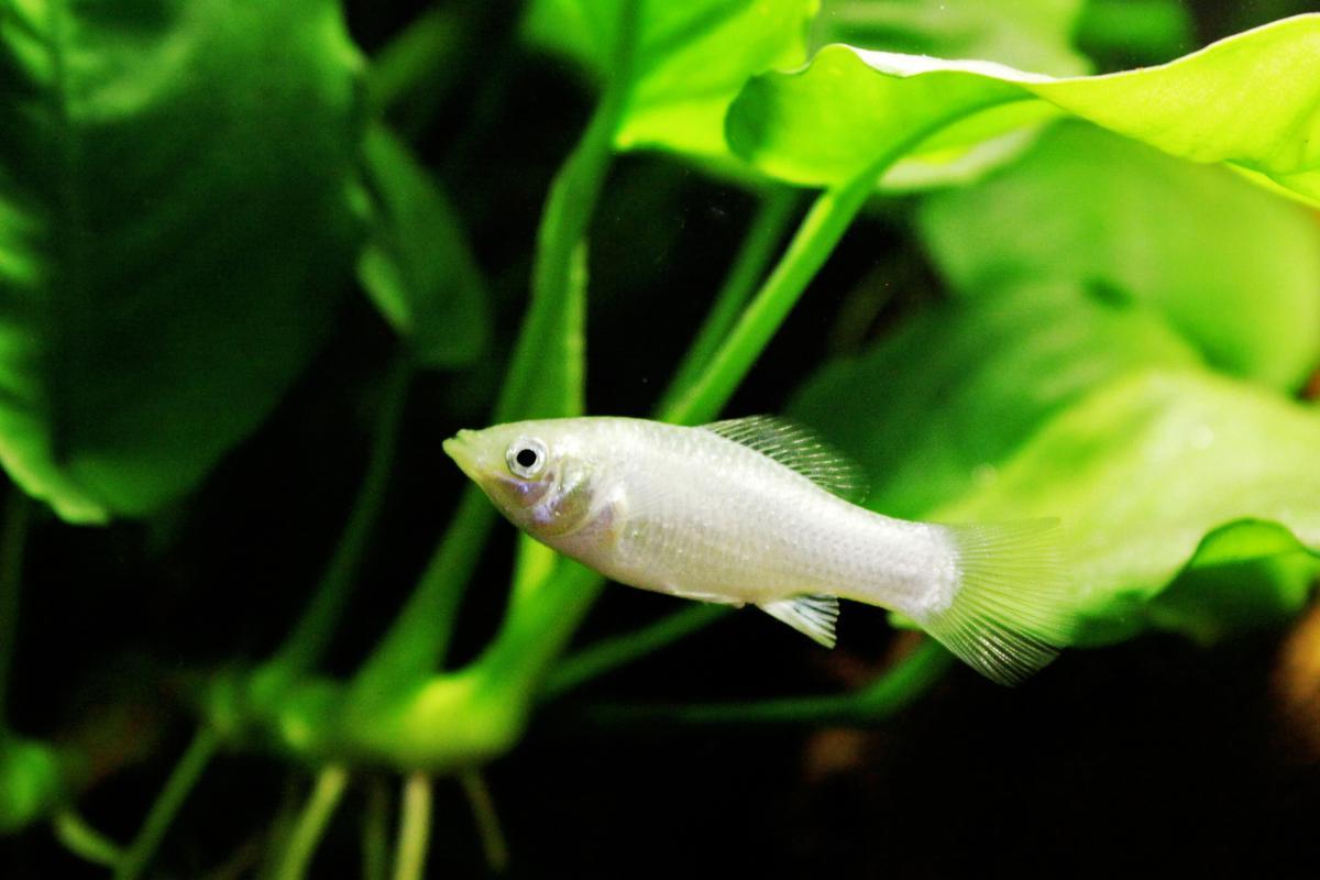 10 Algae-Eating Aquarium Fish Species - Fish That Eat Algae