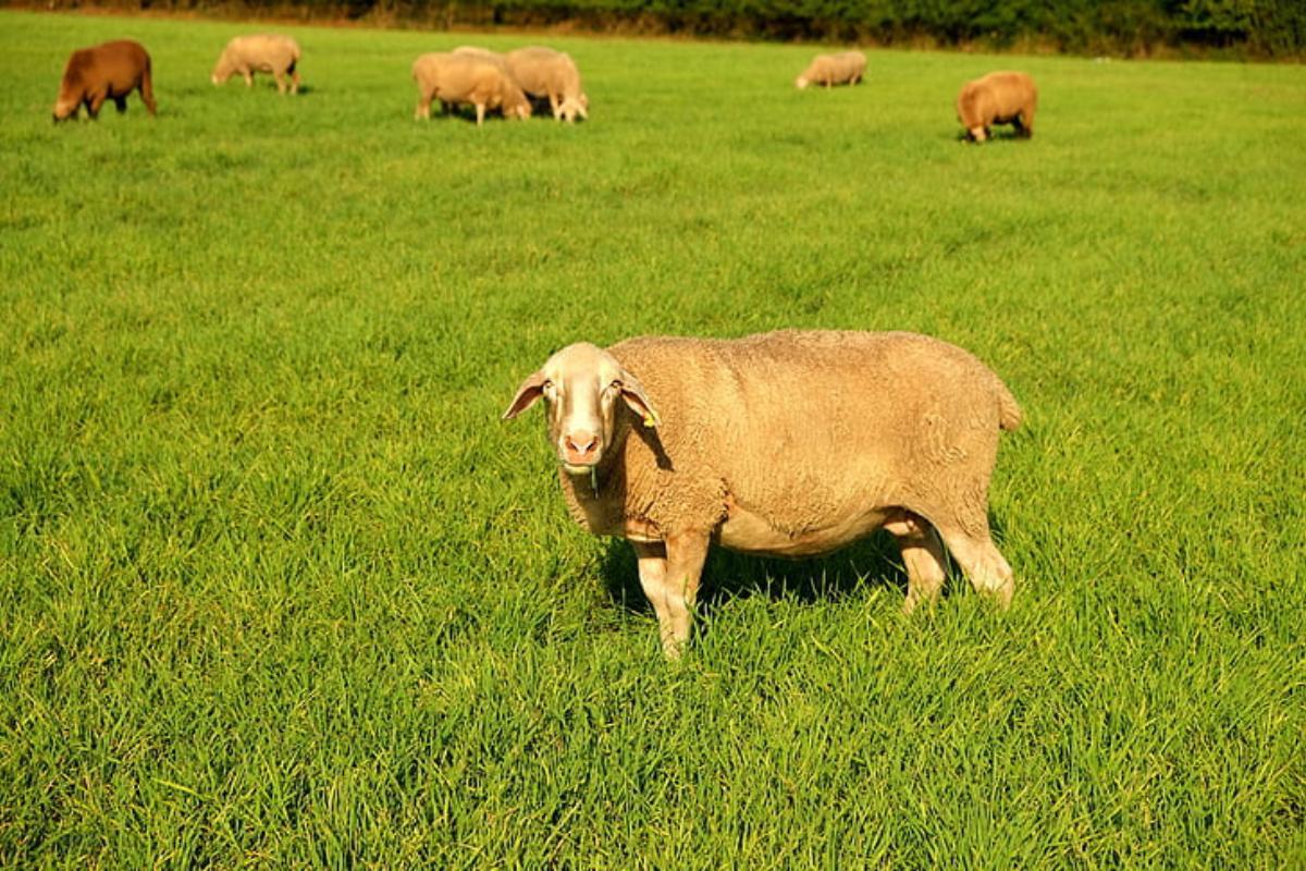 Diet and Nutrition of Lambs and Sheep