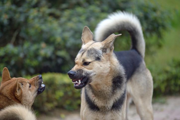 How to Stop Two Male Dogs from Fighting - 5 Effective Methods