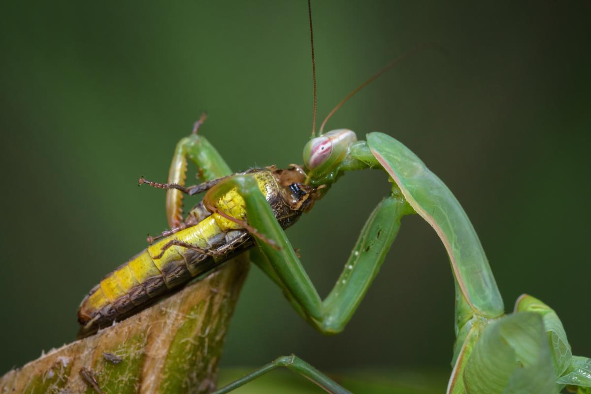 Praying Mantis Diet - What Do They Eat and How?