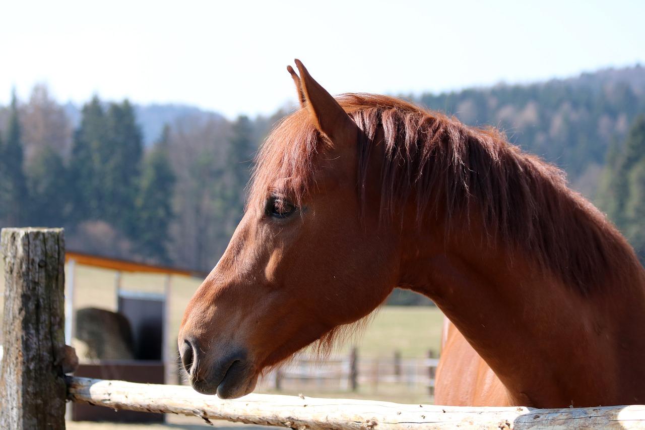 Horse Body Language and Communication - Understanding Equine Movement