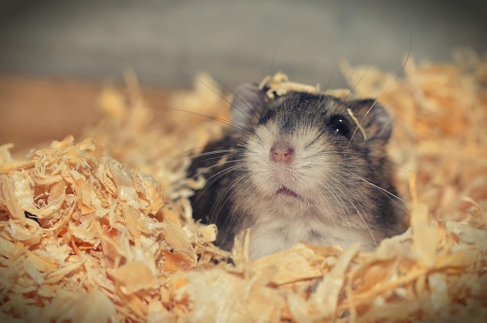 How to Get Rid of Hamster Mites - Symptoms, Treatment and Home Remedies