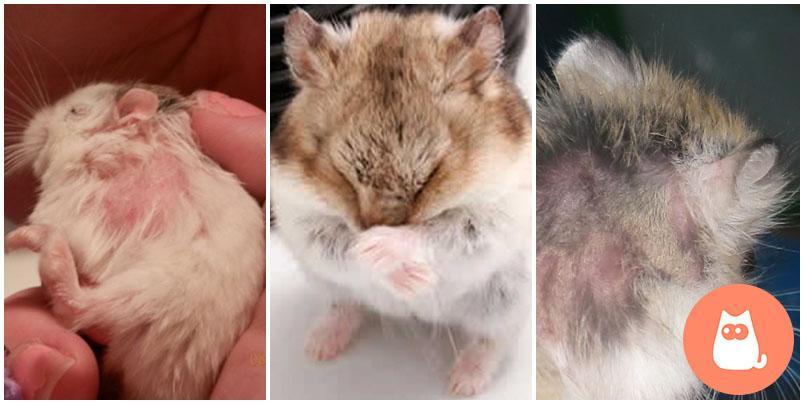 How to Get Rid of Hamster Mites - Symptoms, Treatment and Home Remedies