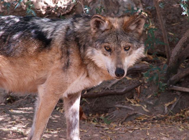 Is the Mexican Wolf in Danger of Extinction? - Facts, Threats and ...