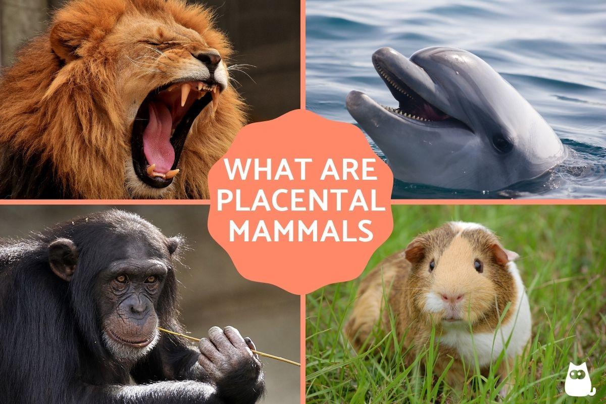 Guide to Placental Mammals - Classification, Characteristics & Examples