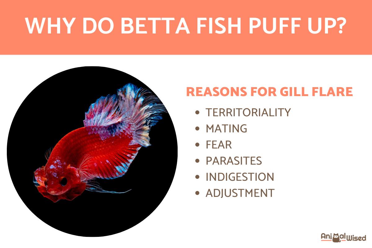 Why Do Betta Fish Puff Up? - Betta Flare Causes and Treatment