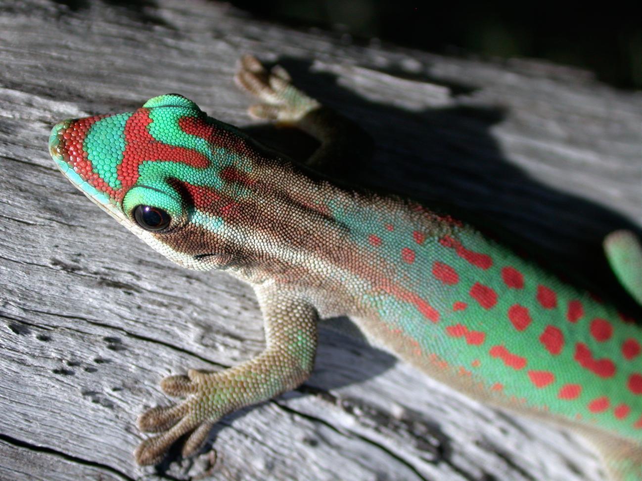 15 Animals That Pollinate - A Full List! - Types and Agents