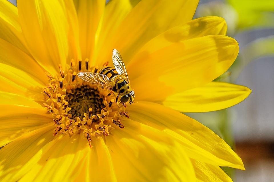 15 Animals That Pollinate - A Full List! - Types and Agents