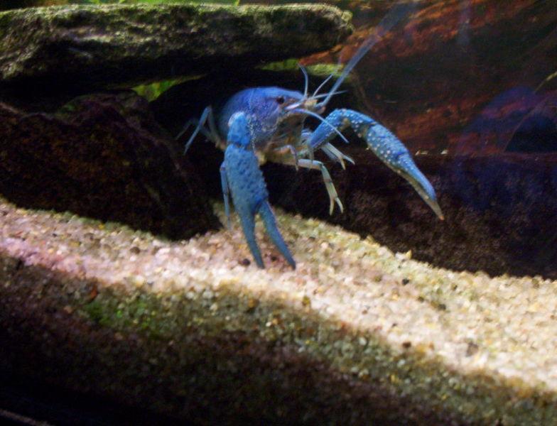 15 Blue Animals in Nature - Names, Characteristics and Photos