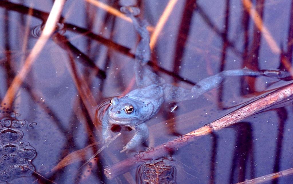 15 Blue Animals in Nature - Names, Characteristics and Photos