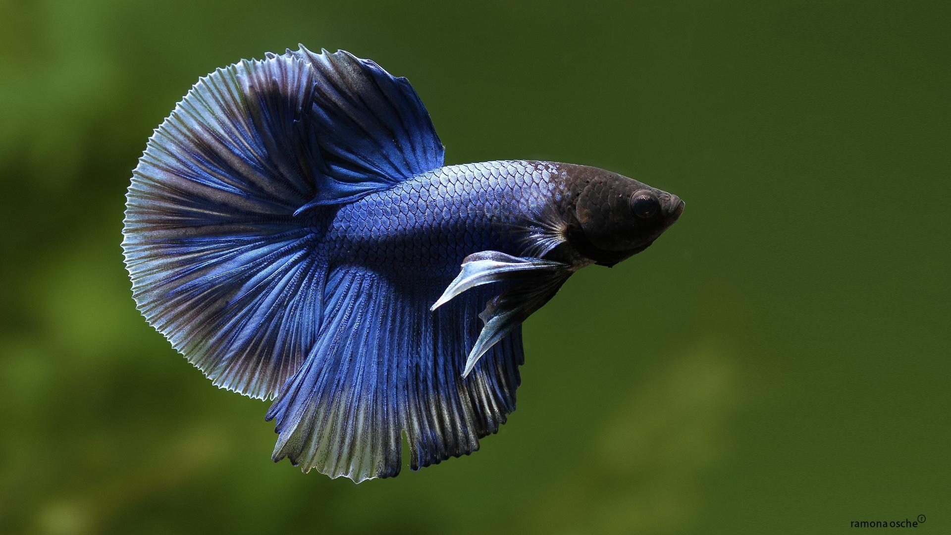 15 Blue Animals in Nature - Names, Characteristics and Photos