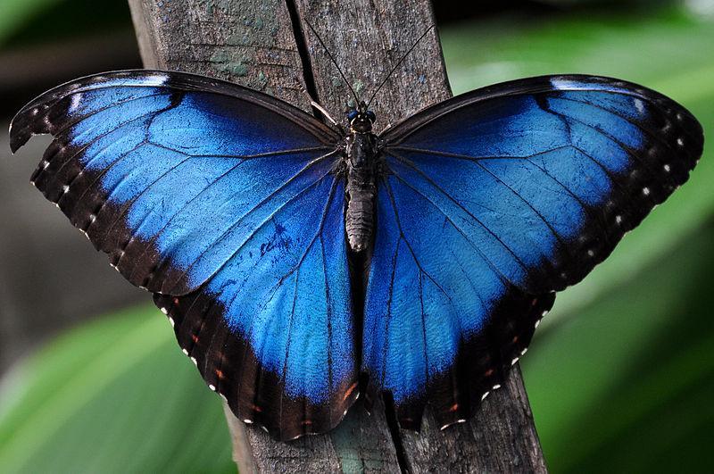 15 Blue Animals in Nature - Names, Characteristics and Photos