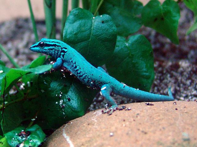15 Blue Animals in Nature - Names, Characteristics and Photos