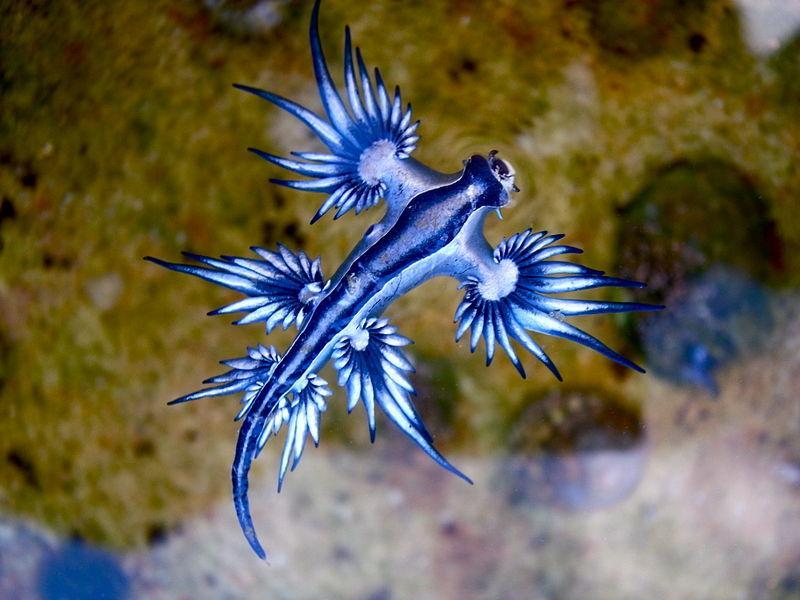 15 Blue Animals in Nature - Names, Characteristics and Photos