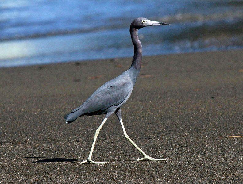 15 Blue Animals in Nature - Names, Characteristics and Photos