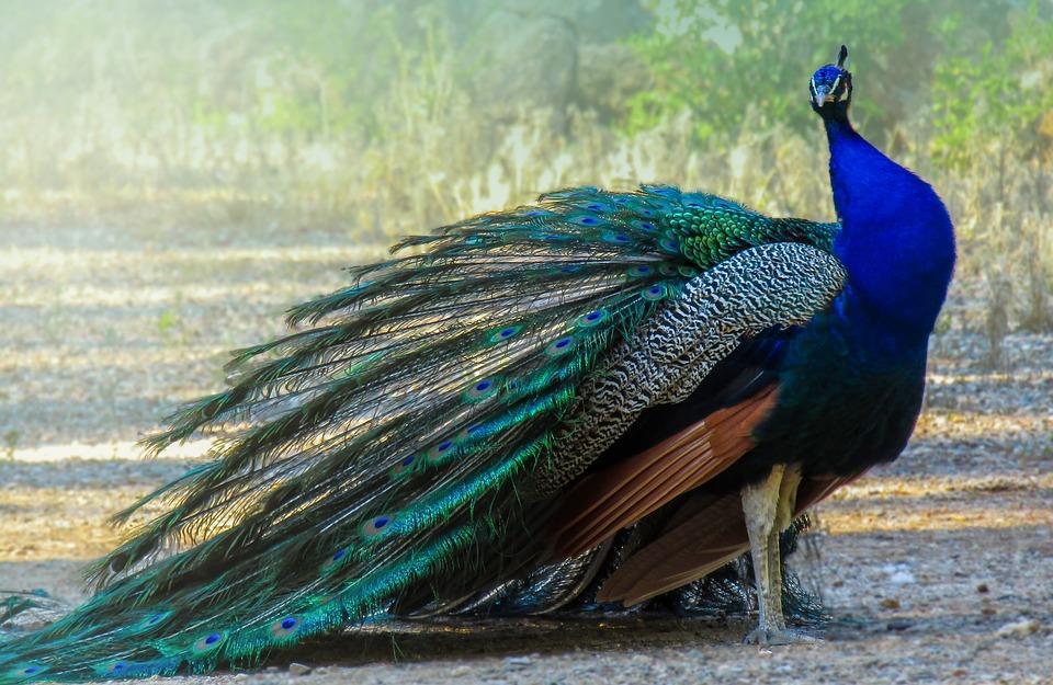 15 Blue Animals in Nature - Names, Characteristics and Photos