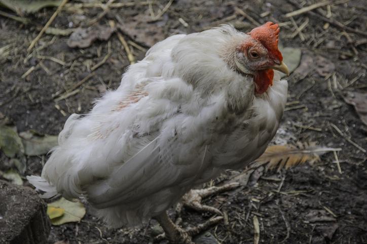 Infectious Coryza in Chickens - Symptoms, Treatment and Prevention
