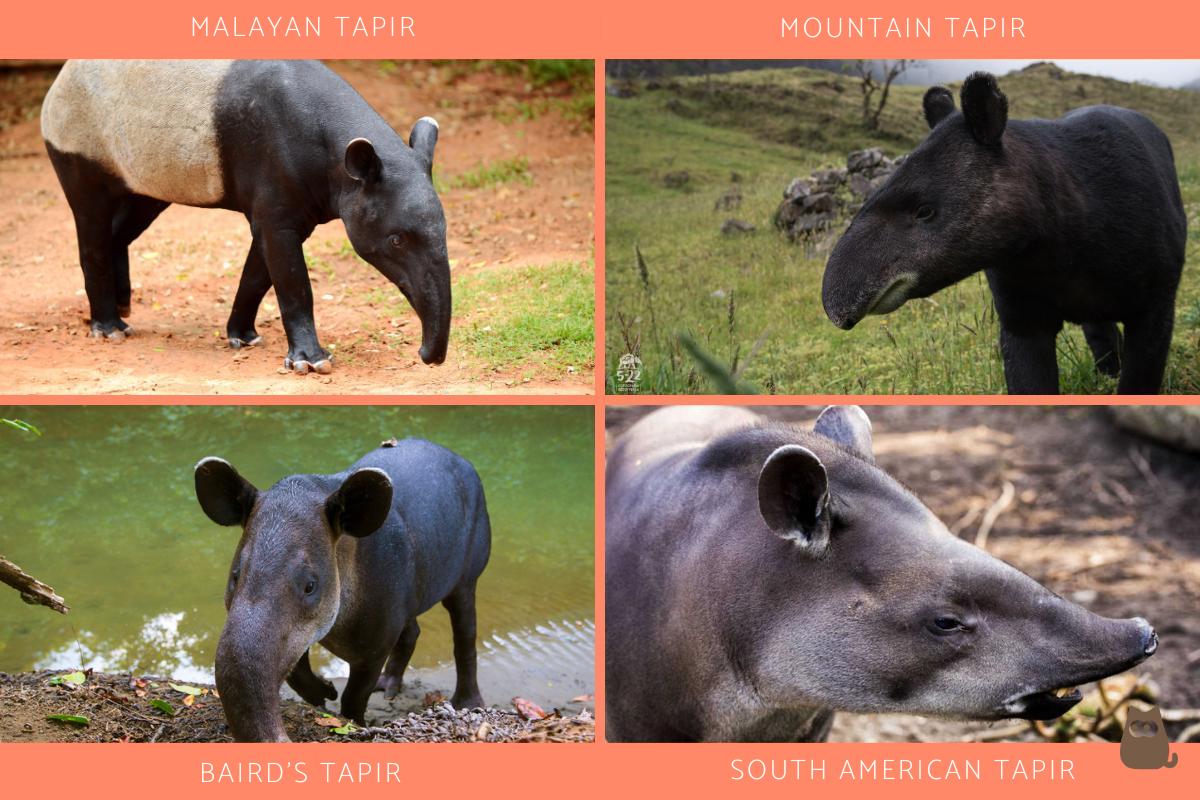 Are Tapirs Endangered? - Tapir Extinction Risk