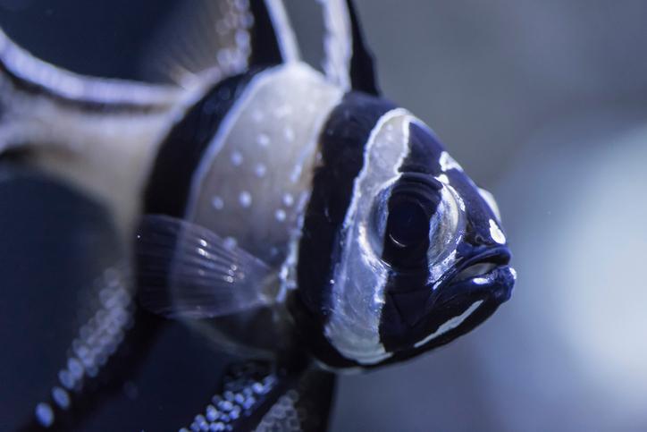 How to Know if Your Fish Is Sick? - 9 Signs of a Sick Fish