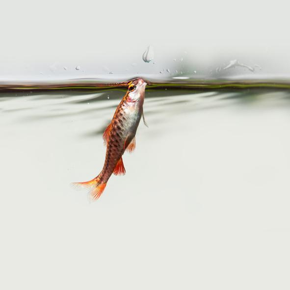 How to Know if Your Fish Is Sick? - 9 Signs of a Sick Fish