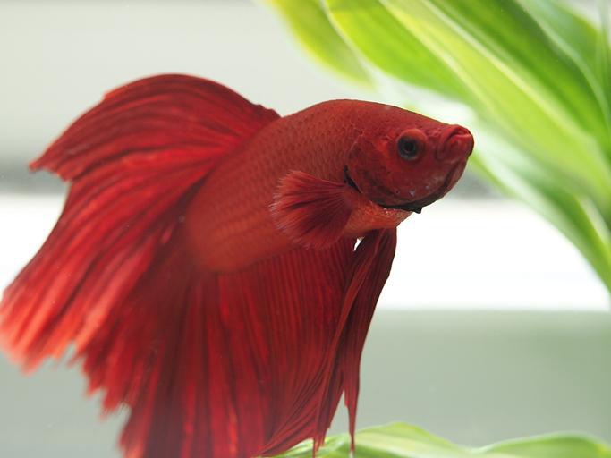 How to Know if Your Fish Is Sick? - 9 Signs of a Sick Fish