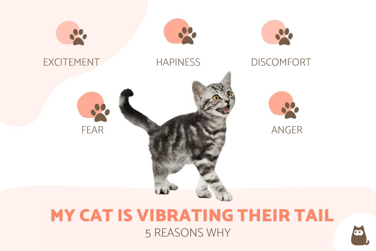 My Cat Is Vibrating Their Tail - Reasons Cats Shake Their Tail