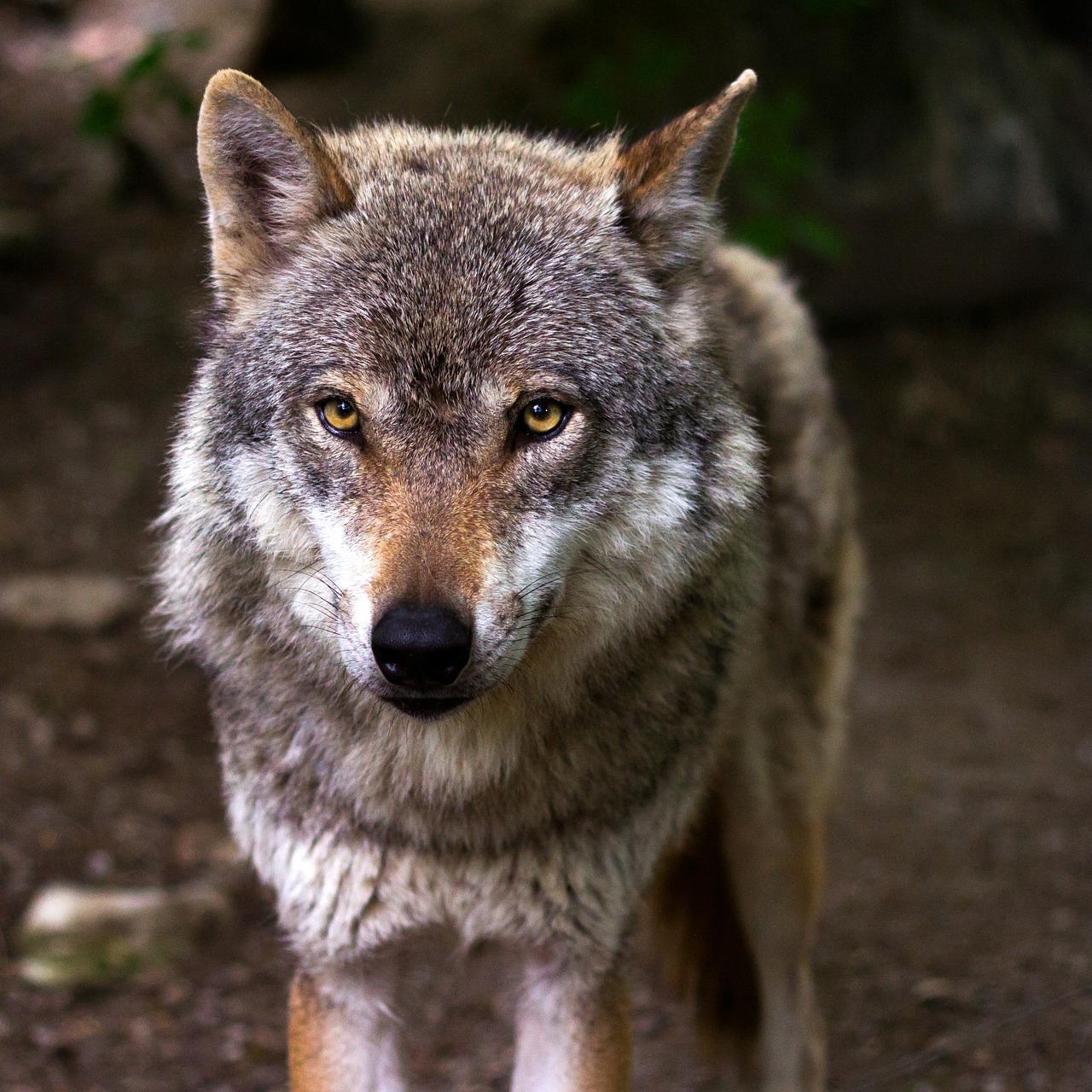 A Gray Wolf's Diet and Hunting Habits