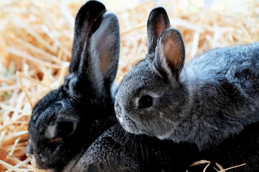 Do Rabbits Lay Eggs or Give Birth? - How Rabbits Are Born