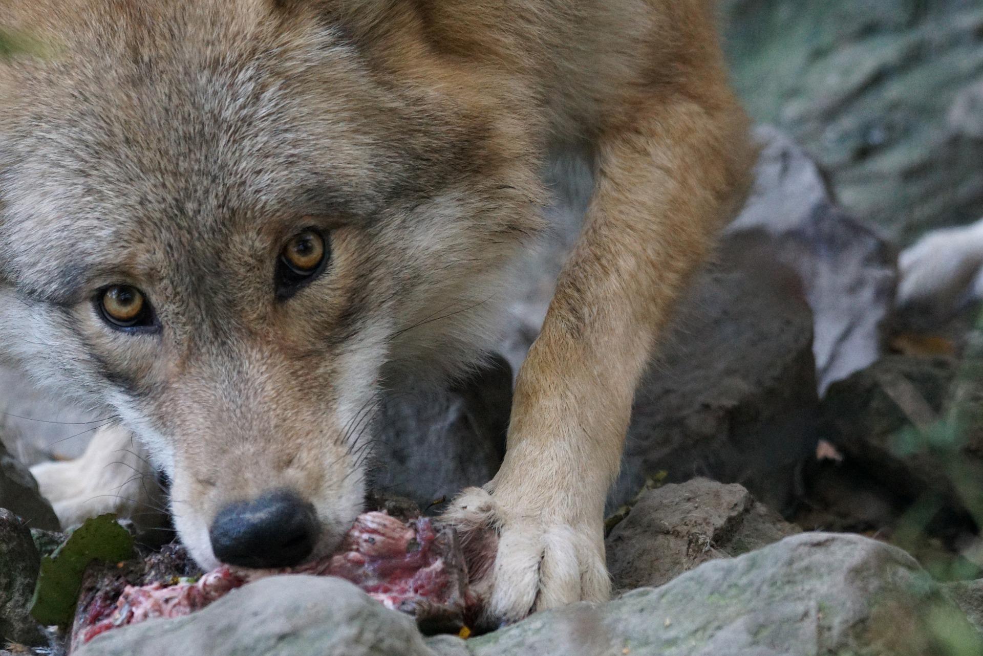 A Gray Wolf's Diet and Hunting Habits