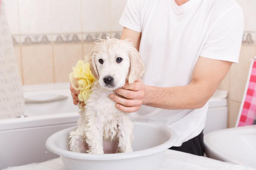How To Clean A Dog Without A Bath
