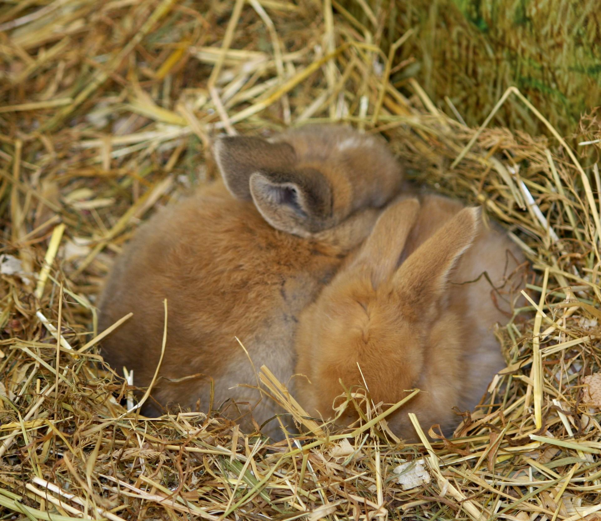 Do Rabbits Lay Eggs or Give Birth? - How Rabbits Are Born