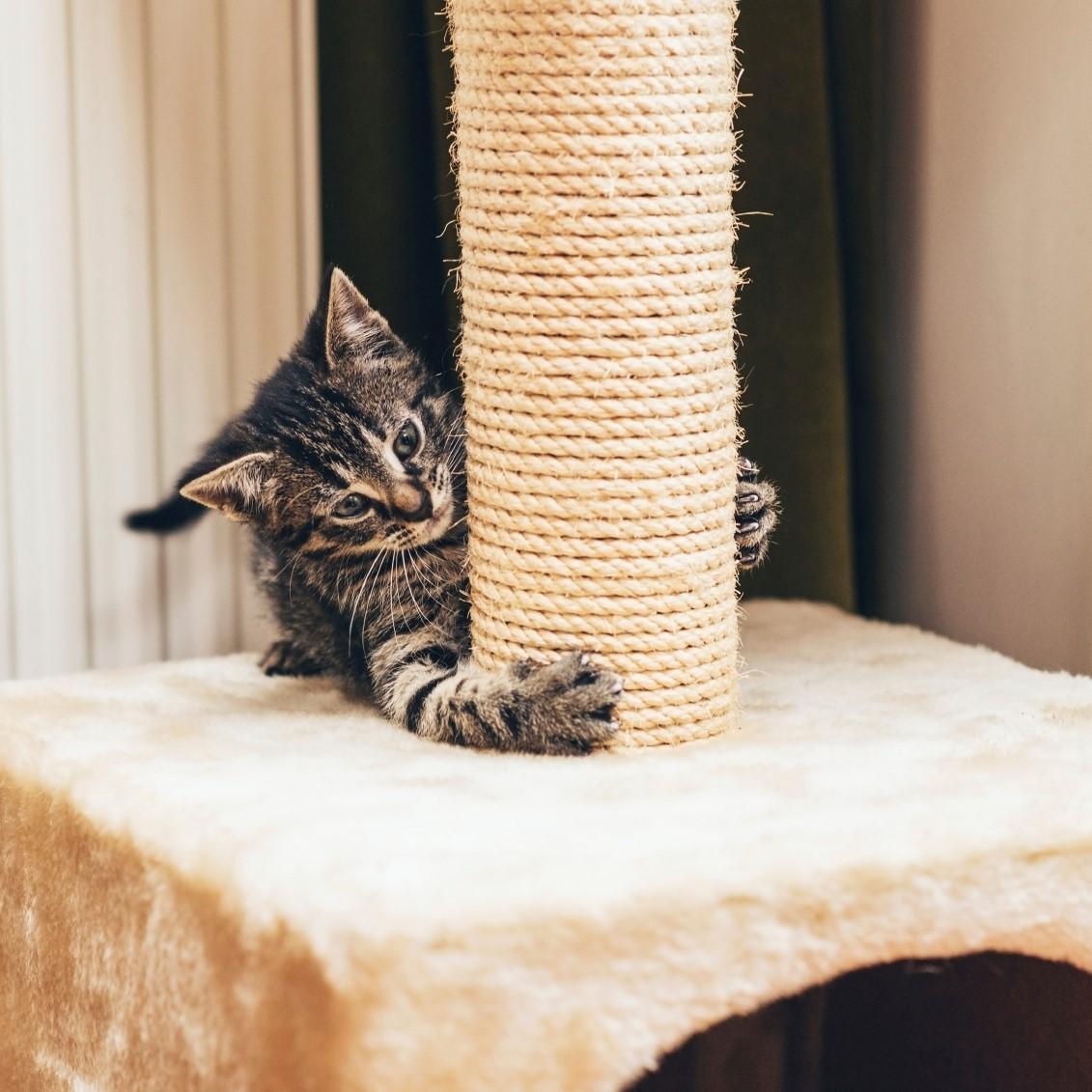 How to Make a Homemade Scratching Post for Cats - 8 steps