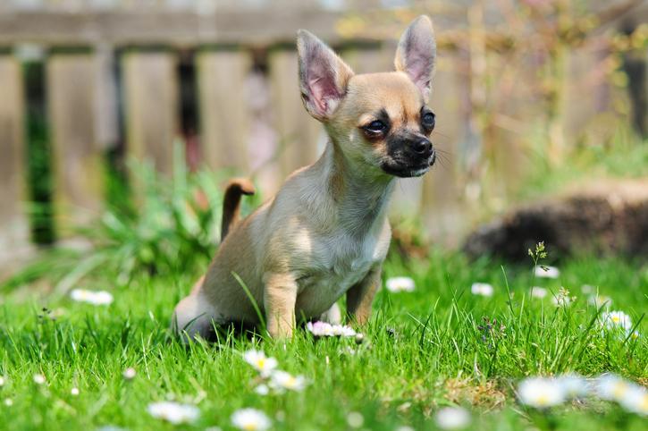 My Female Dog Has Green Discharge - Causes and Treatment