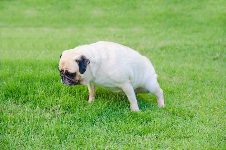 My Female Dog Has Green Discharge - Causes and Treatment