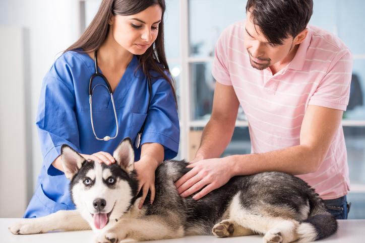 Prostate Cancer in Dogs Symptoms - Signs of Canine Prostate Cancer