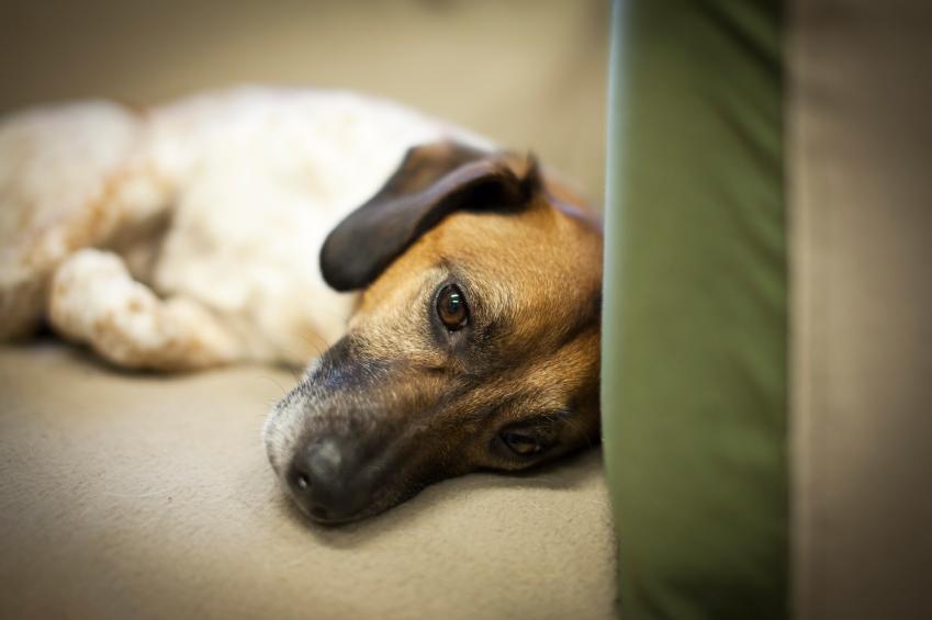 Prostate Cancer in Dogs Symptoms - Signs of Canine Prostate Cancer
