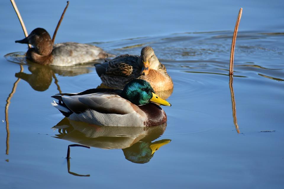 What Not to Feed Ducks - Wild and Domestic Duck Diet