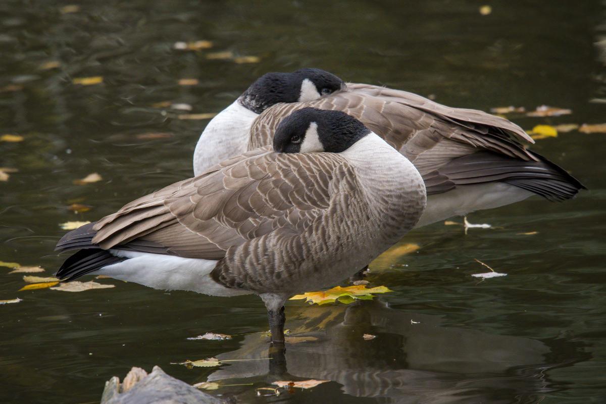 Where Do Geese Sleep at Night? - Sleeping Geese Behaviors