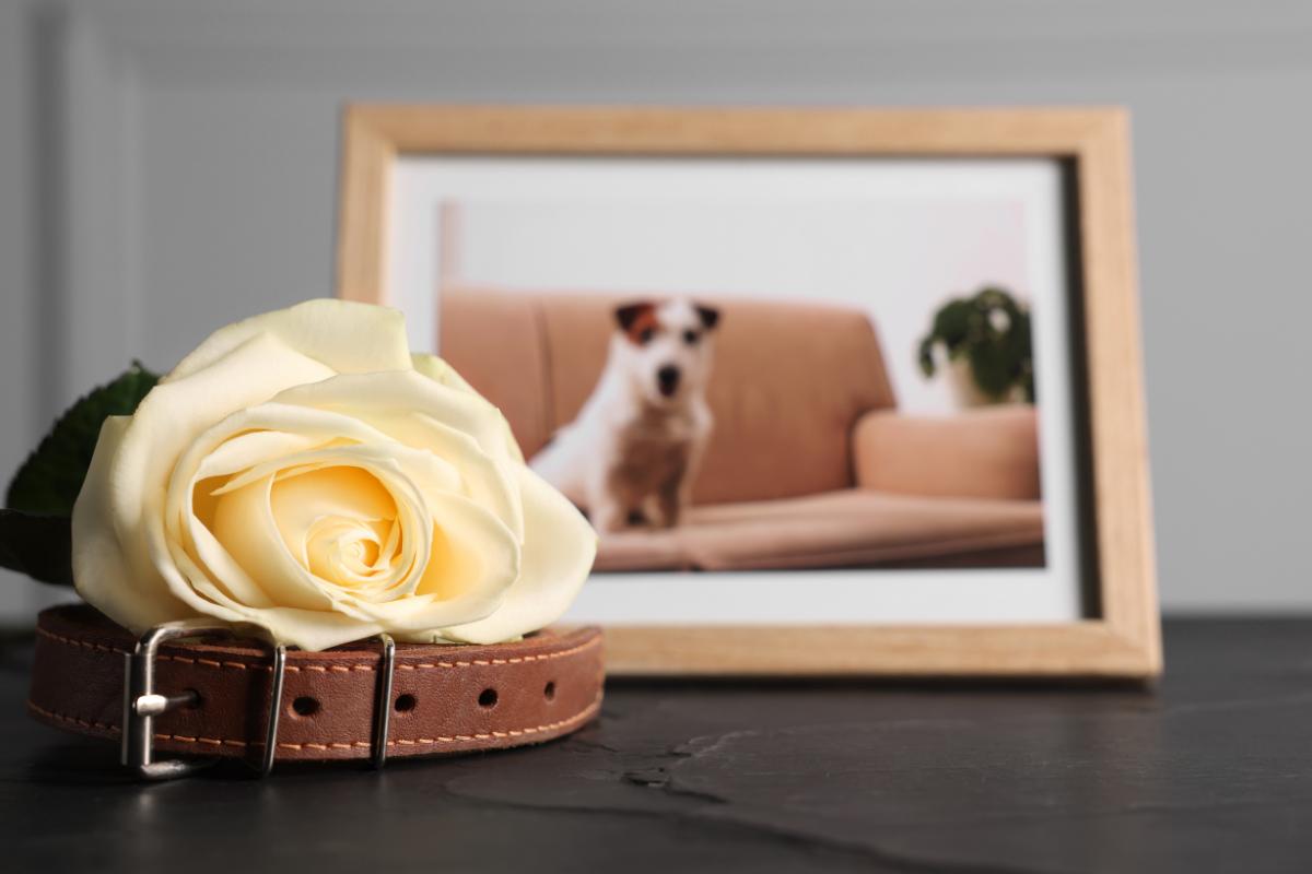 5 Things to Do With Cremated Pet Ashes