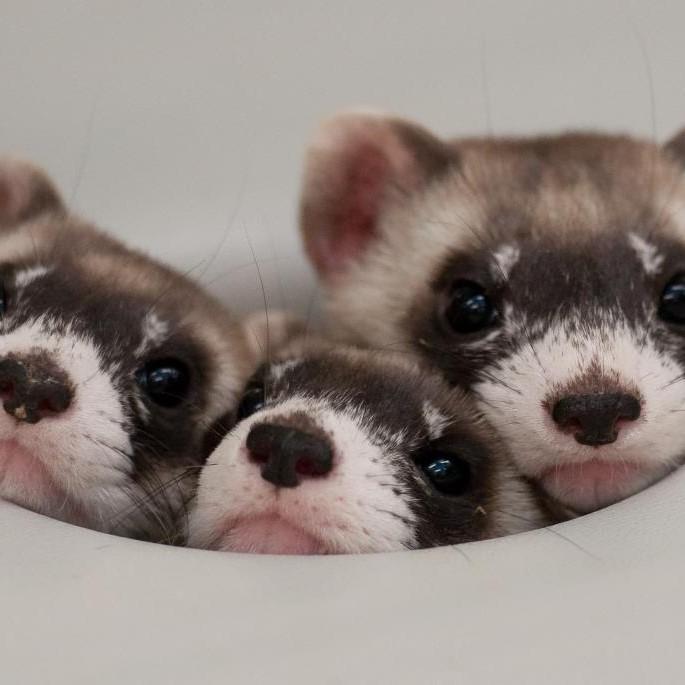 Types of Ferret According to their Size, Color and Coat