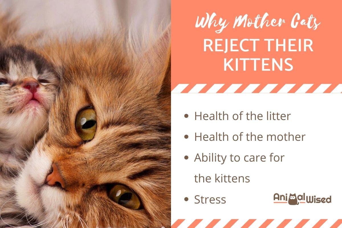 Why a Mother Cat Rejects Her Kittens - Reasons for Abandoning Young