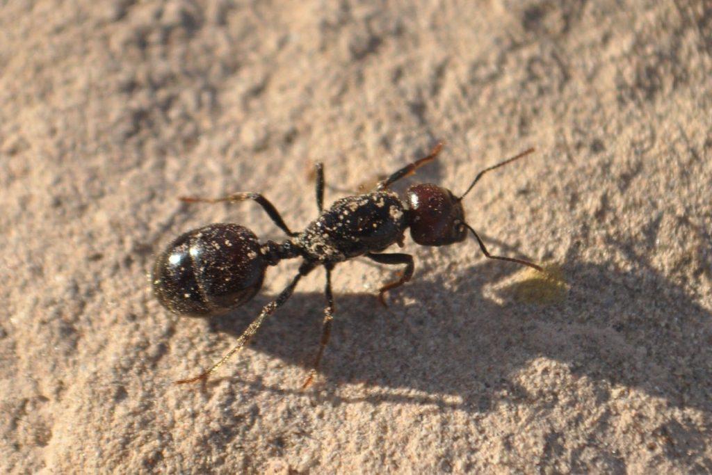Types of Ants - Characteristics and Photos - Top 10