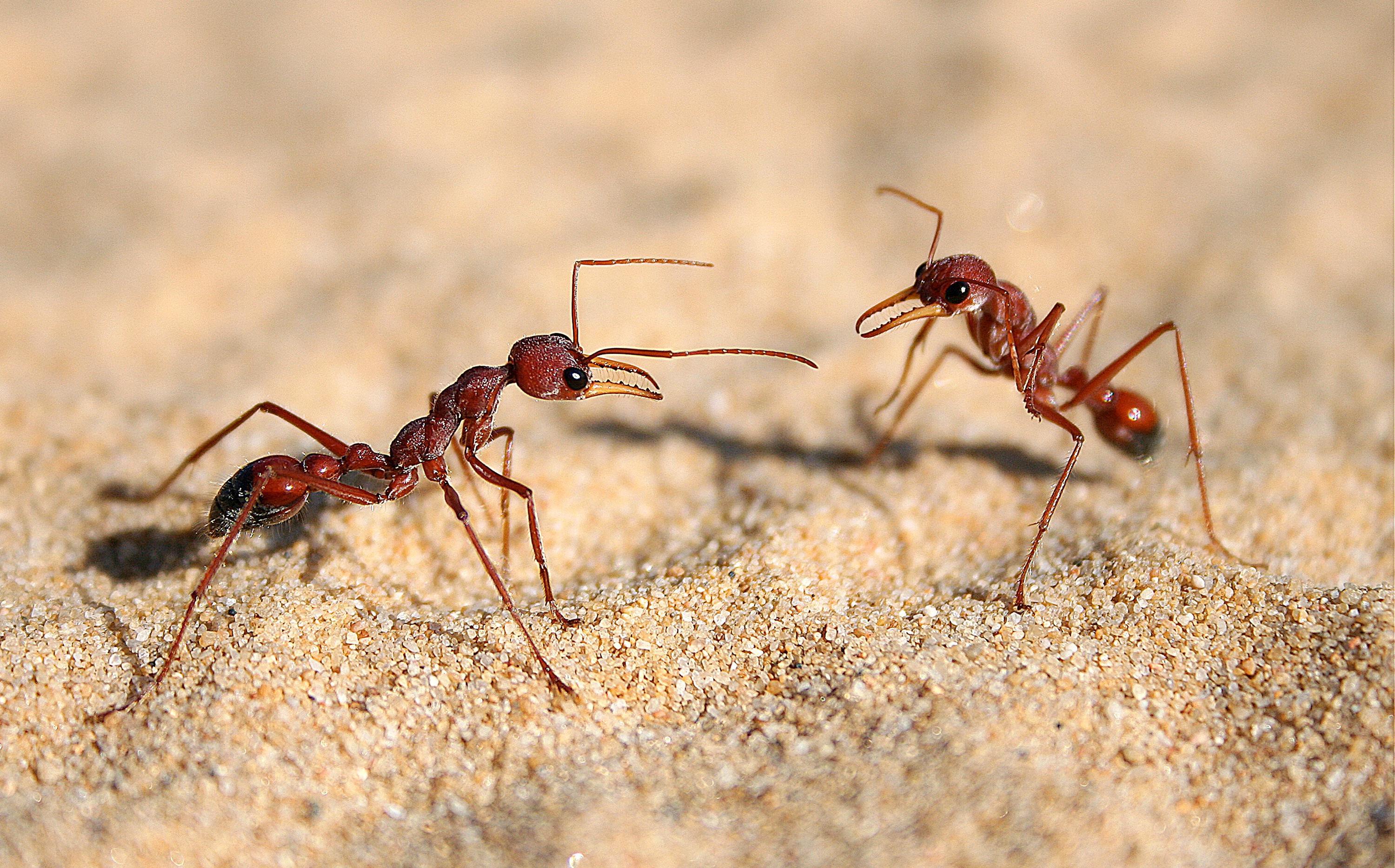 Types of Ants - Characteristics and Photos - Top 10